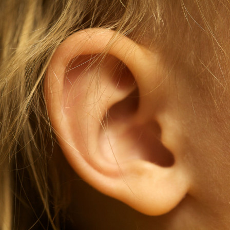 Feedback : Notre oreille - CPU ⬜ Carré Petit Utile